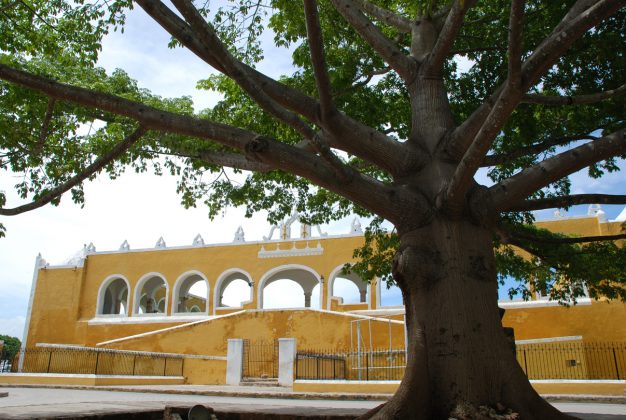 6 Árboles Mexicanos que son parte de nuestra Historia