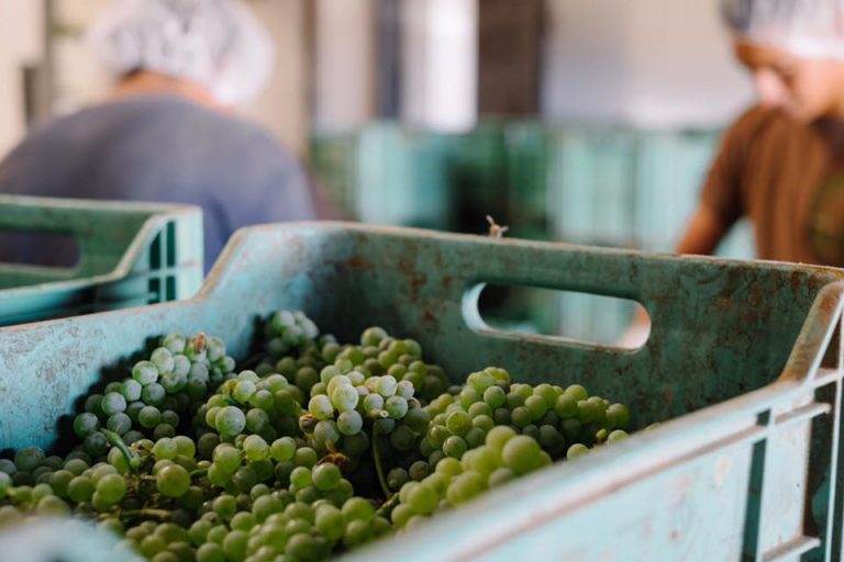 ¡A Viajar! Con una Copa de Vino del Valle de Guadalupe